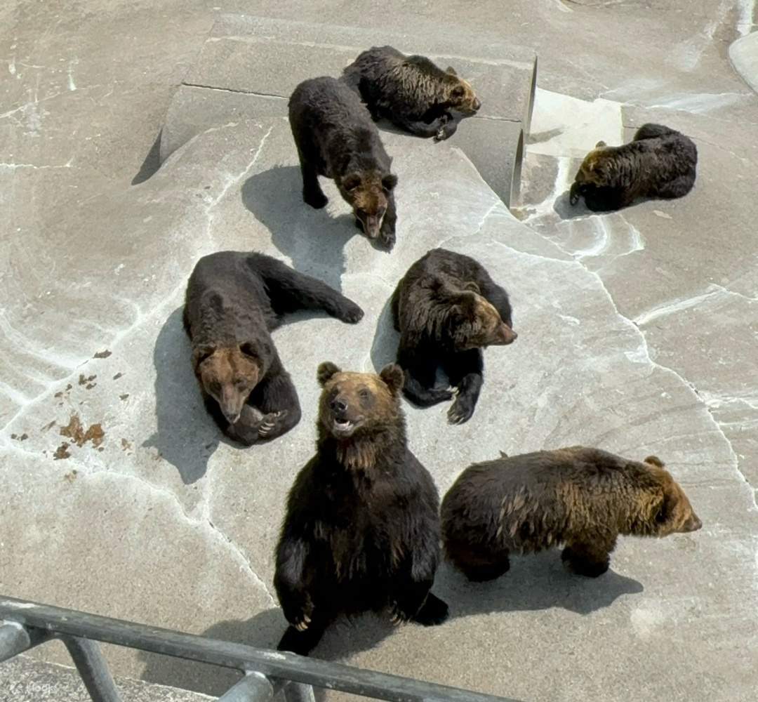 Lake Toya & Bear Ranch & Noboribetsu Hell Valley Day Trip - Klook